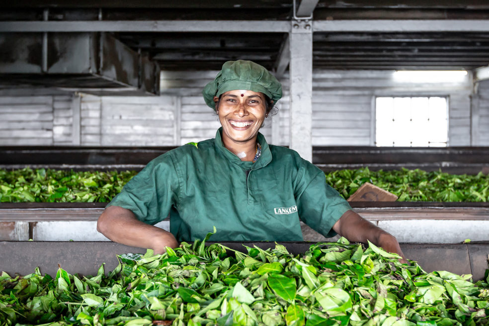 Dambatenne tea factory : the green gold of sri lanka – julien cresp