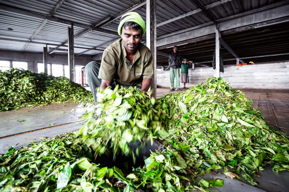 Dambatenne tea factory : the green gold of sri lanka – julien cresp