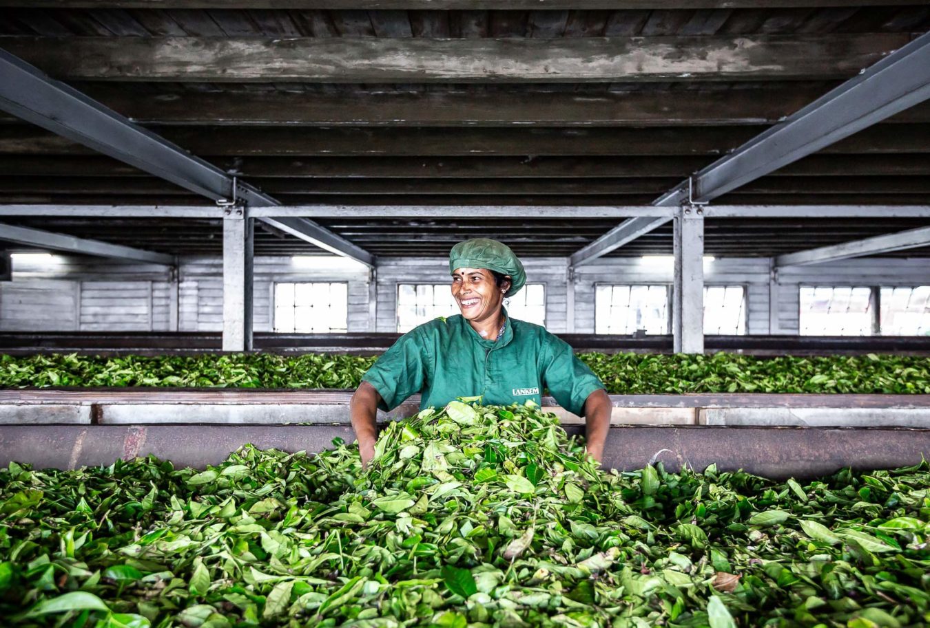 Dambatenne tea factory : the green gold of sri lanka – julien cresp
